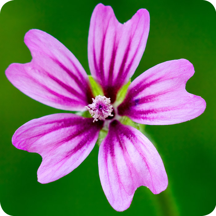 Common Mallow (Malva sylvestris) plug plants - Cumbria Wildflowers