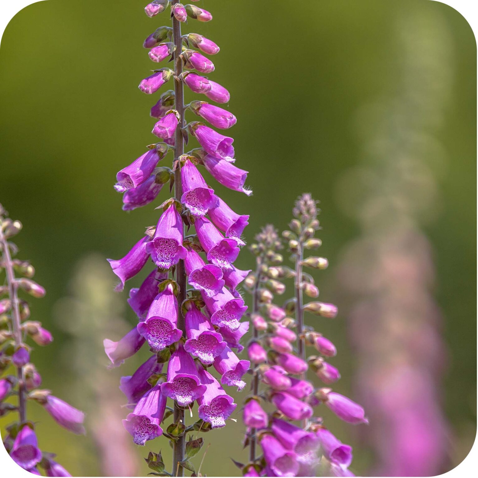Foxglove Red (Digitalis purpurea) plug plants - Cumbria Wildflowers