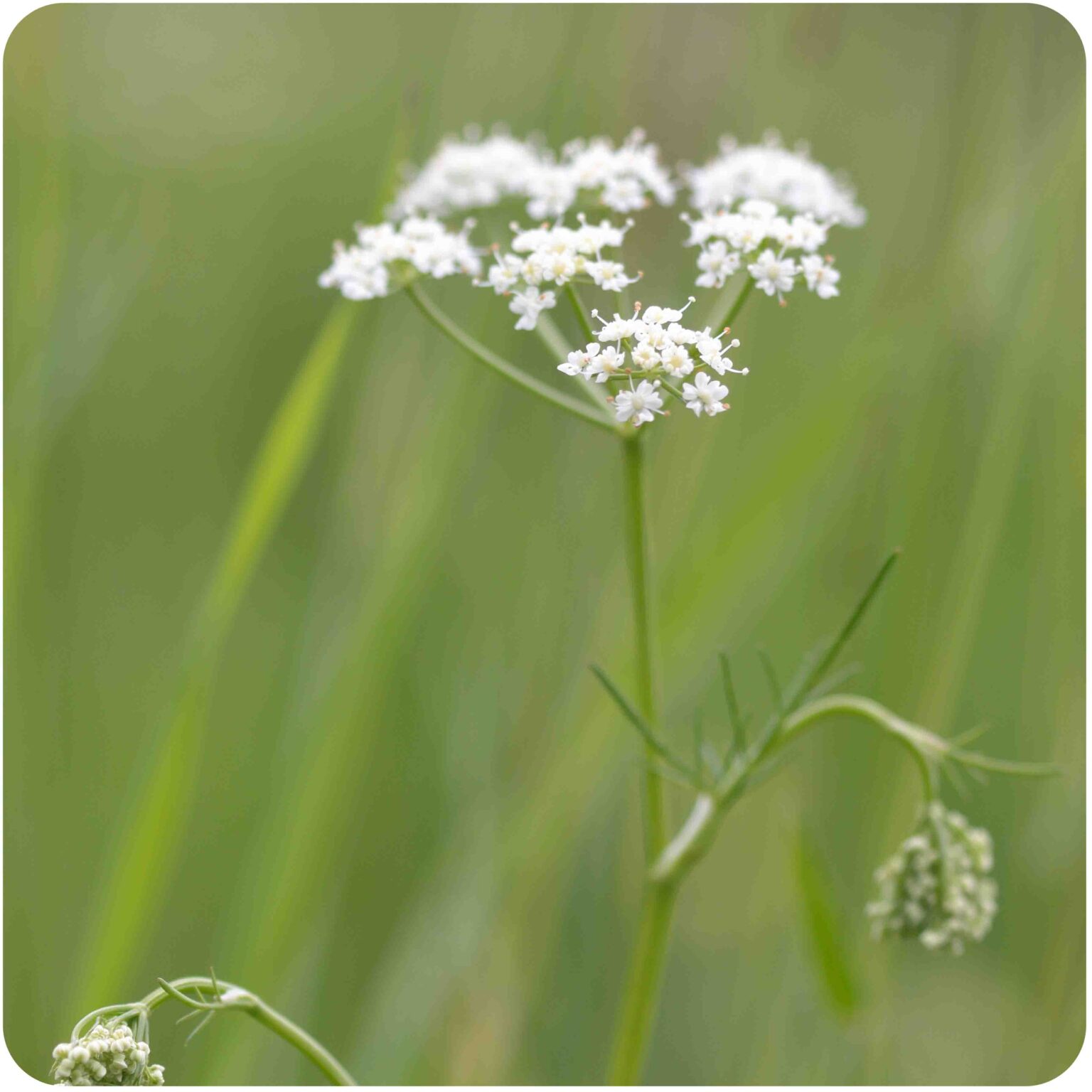 Pignut (Conopodium majus) plug plants - Cumbria Wildflowers