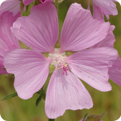 Musk Mallow (Malva moschata) plug plants - Cumbria Wildflowers
