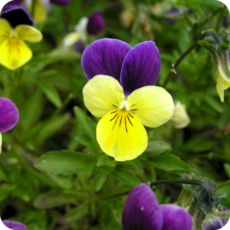 Wild Pansy (Viola tricolor) plug plants - Cumbria Wildflowers