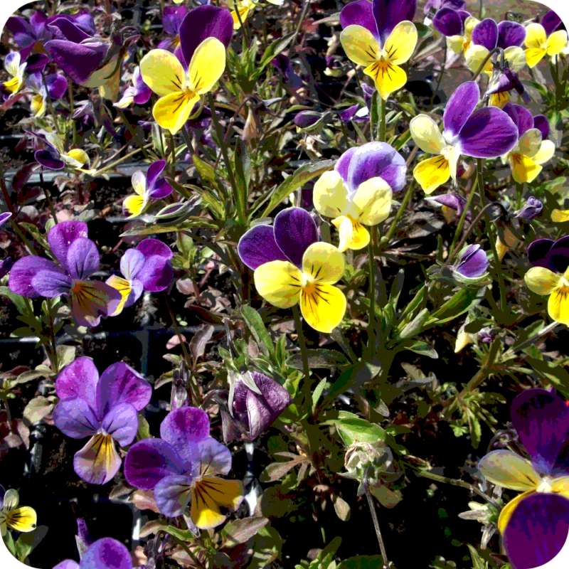 Wild Pansy (Viola tricolor) plug plants - Cumbria Wildflowers