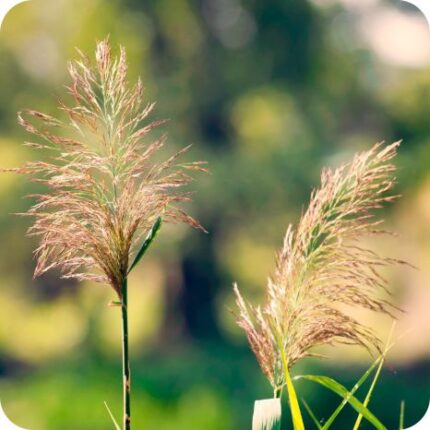 Common Reed (Phragmites australis) plug plants - Cumbria Wildflowers